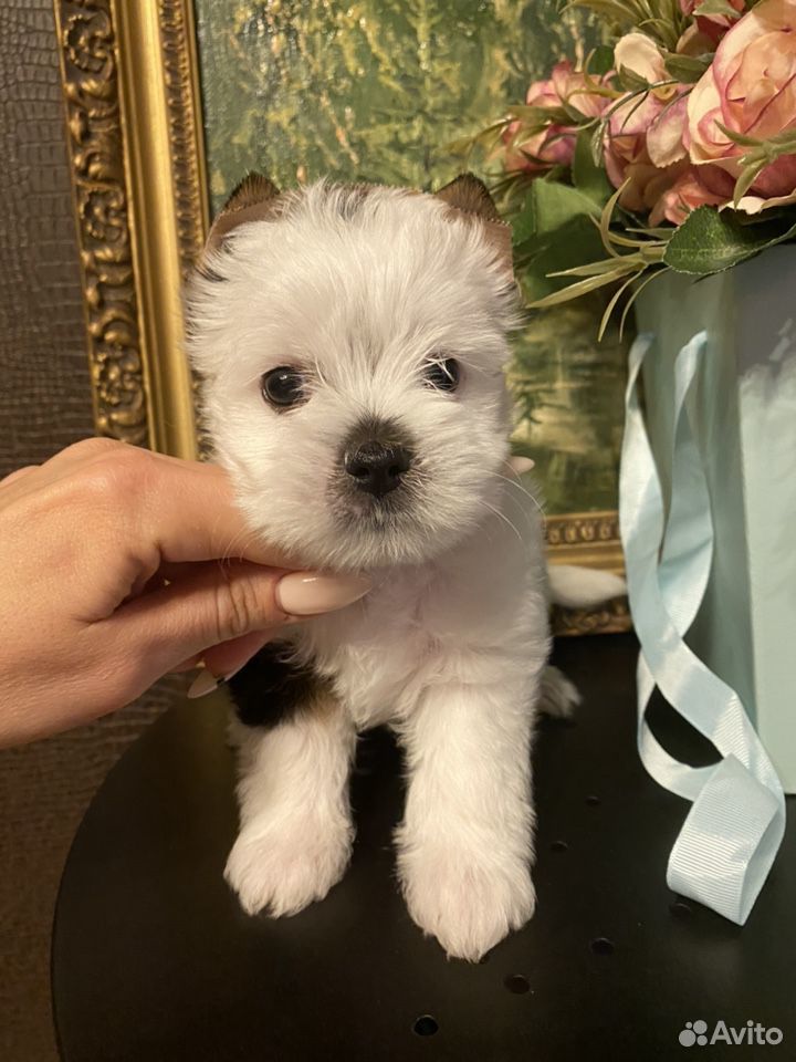 Нереальная куколка Бивер Йорк