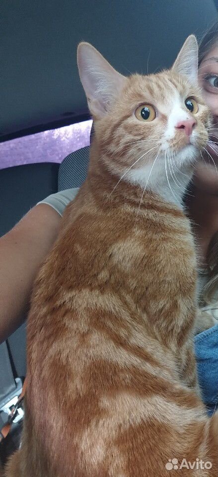 Кот породы курильский бобтейл для вязки