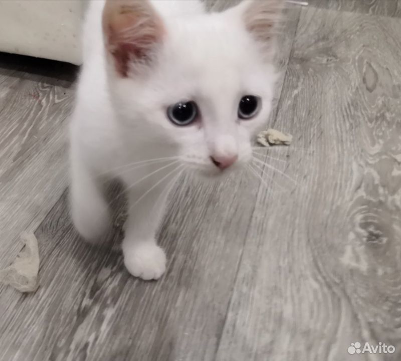 Котенок в добрые руки