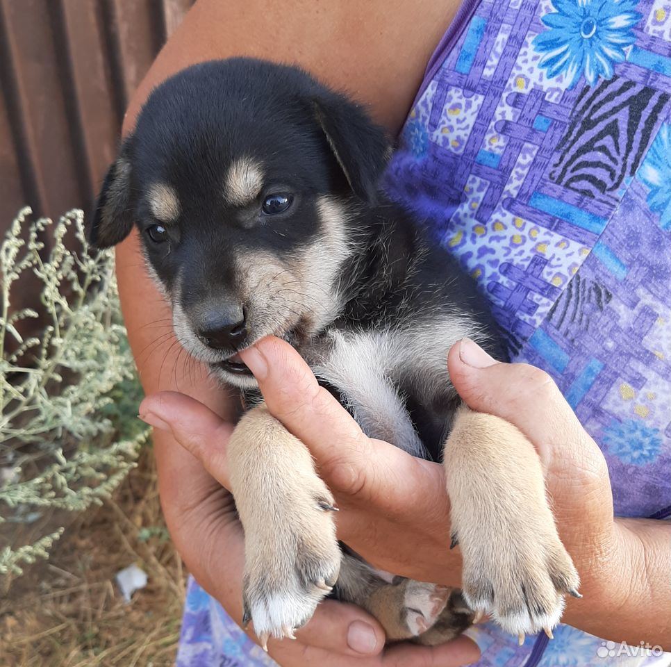 Щеночки (шерстка плюшевая) - в добрые руки