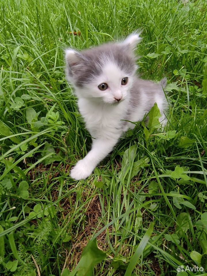 Котёнок 2,5 месяца