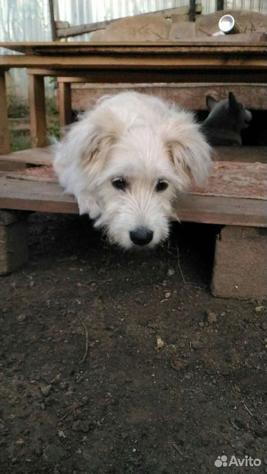 Чудо в перьях