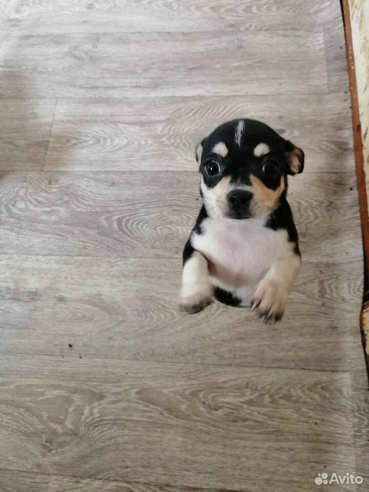 Чихуахуа девочка