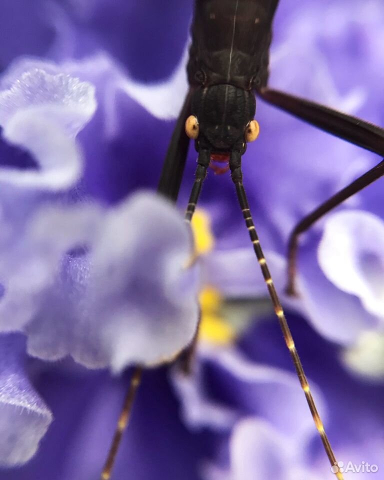 Кордильерский (перуанский) палочник