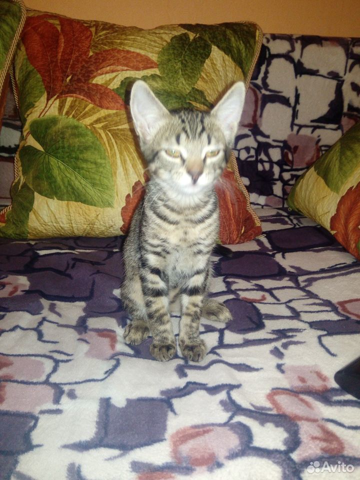 Отдам котенка