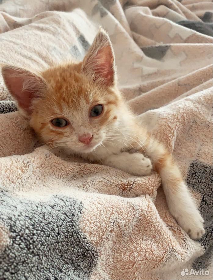 Рыжий котенок девочка