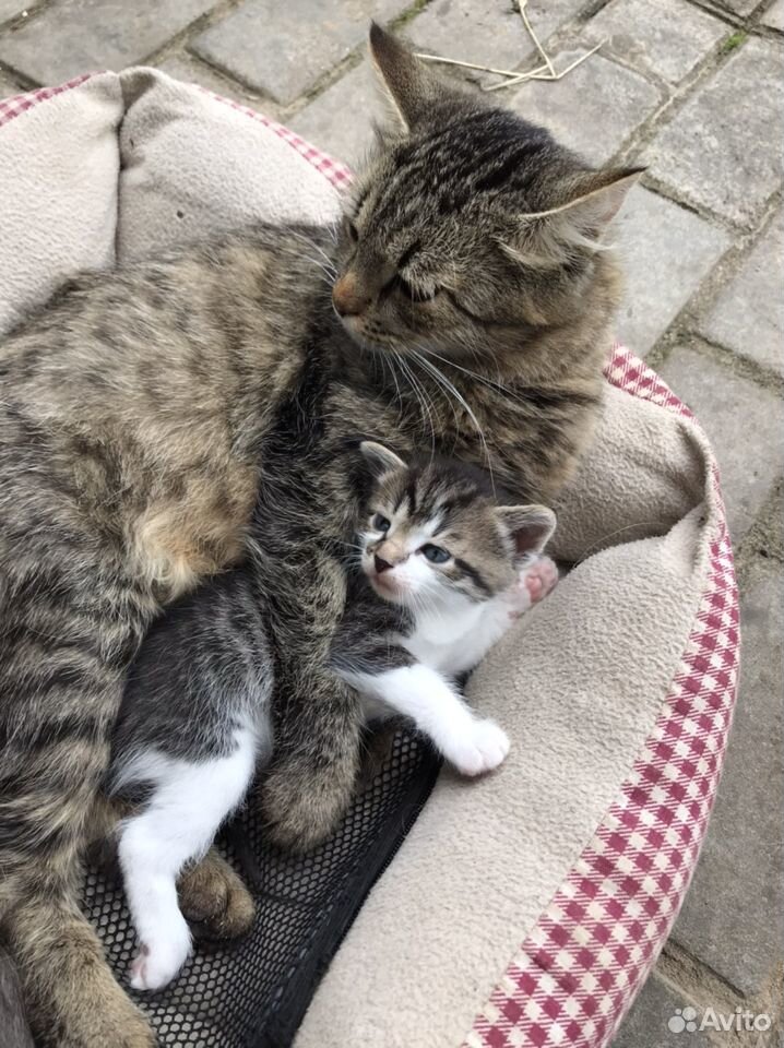 Котята трехцветные в добрые руки