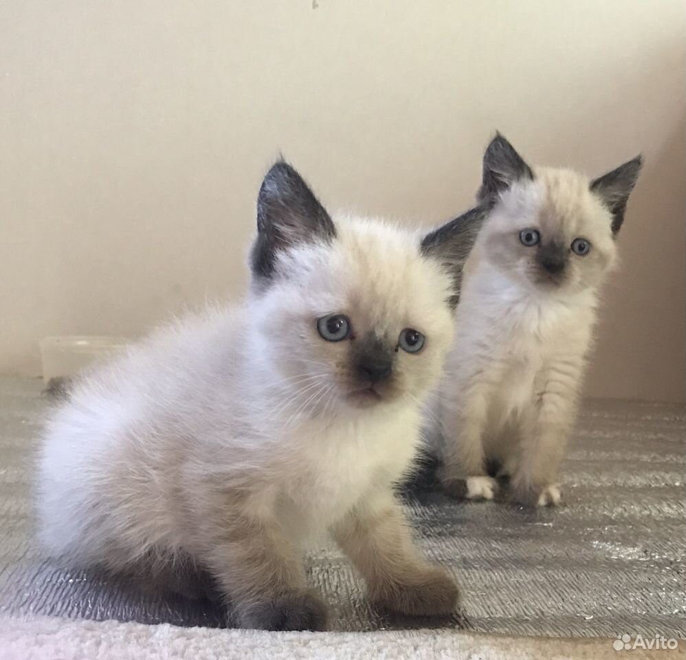 Британочка колор-пойнт