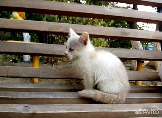 Котёнок в добрые руки