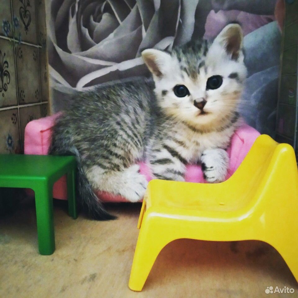 Котятки британцы