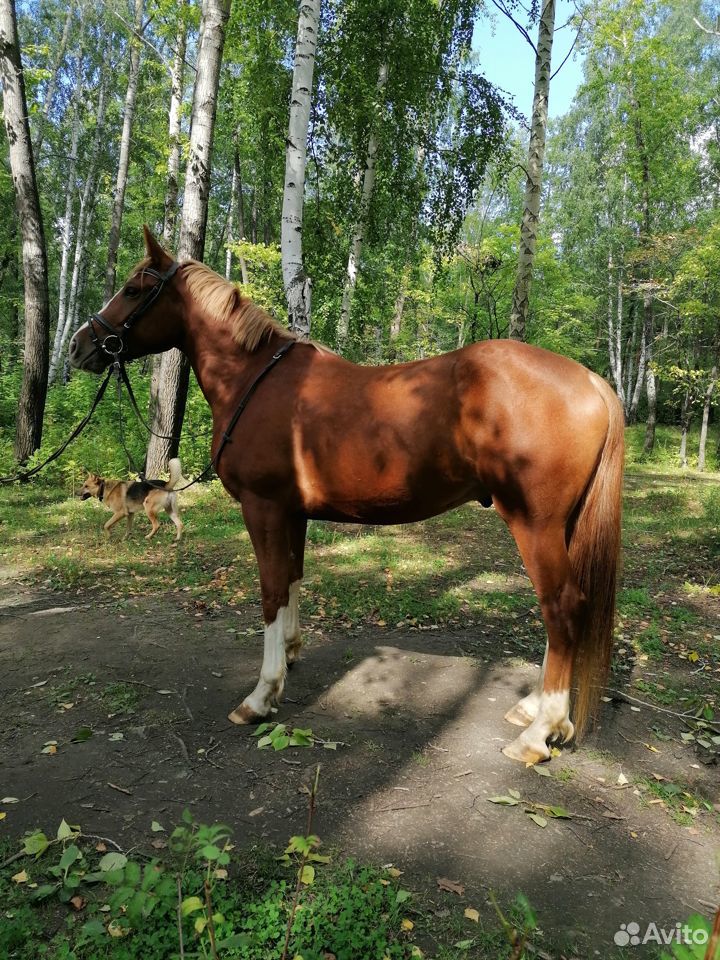 Продам мерина