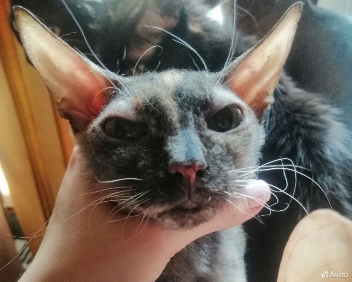 Подрощенные сфинксы (дончаки, дев)