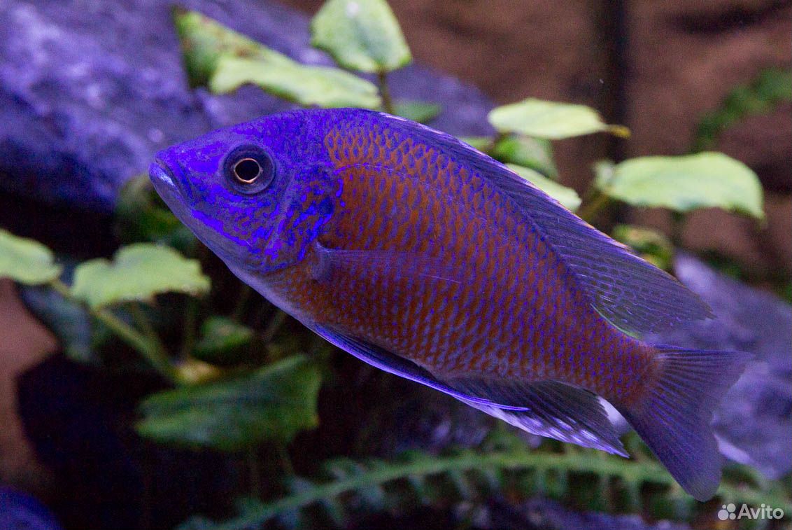 Цихлиды Каданго