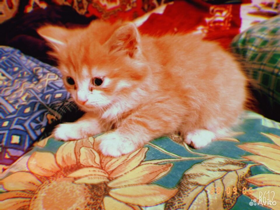 Рыжие котята