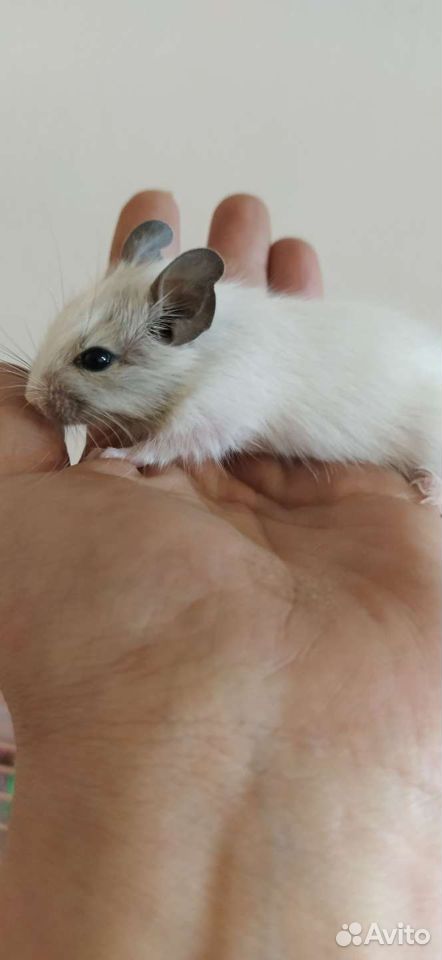 Чилийские белки Дегу