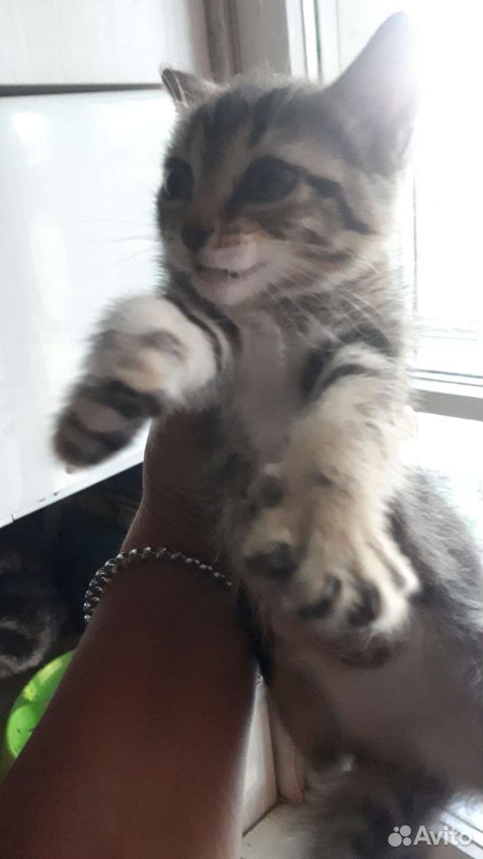 Кошкакотятки