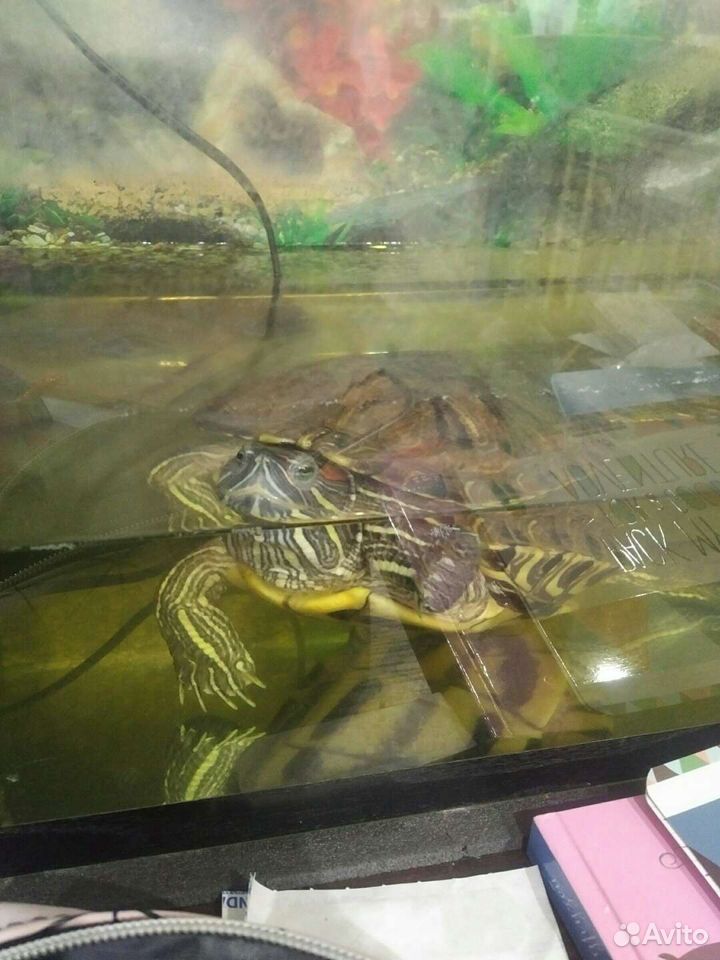 Черепаха и два аквариума для нее