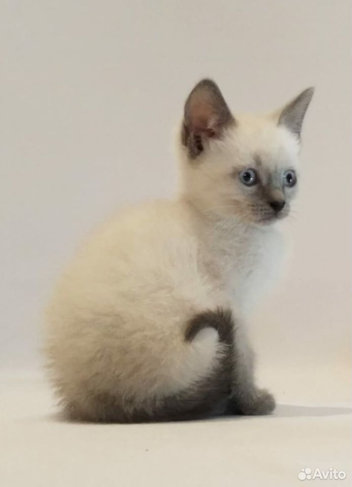 Котята, 2.5 мес