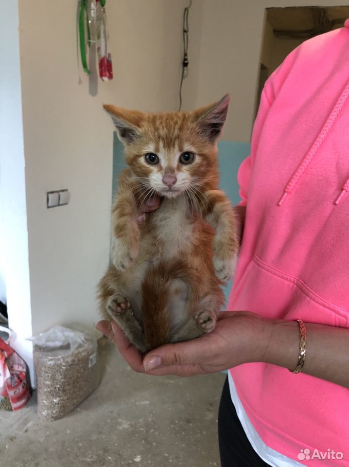 Котёнок рыжий мальчик 1,5 мес