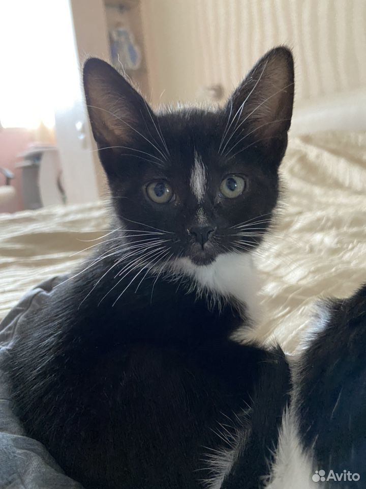 Котёнок кошечка в добрые руки