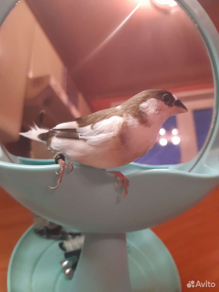 Амадина девочка с клеткой