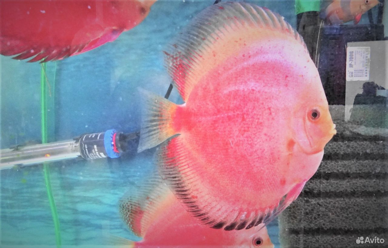 Pink discus, 12-14-15см