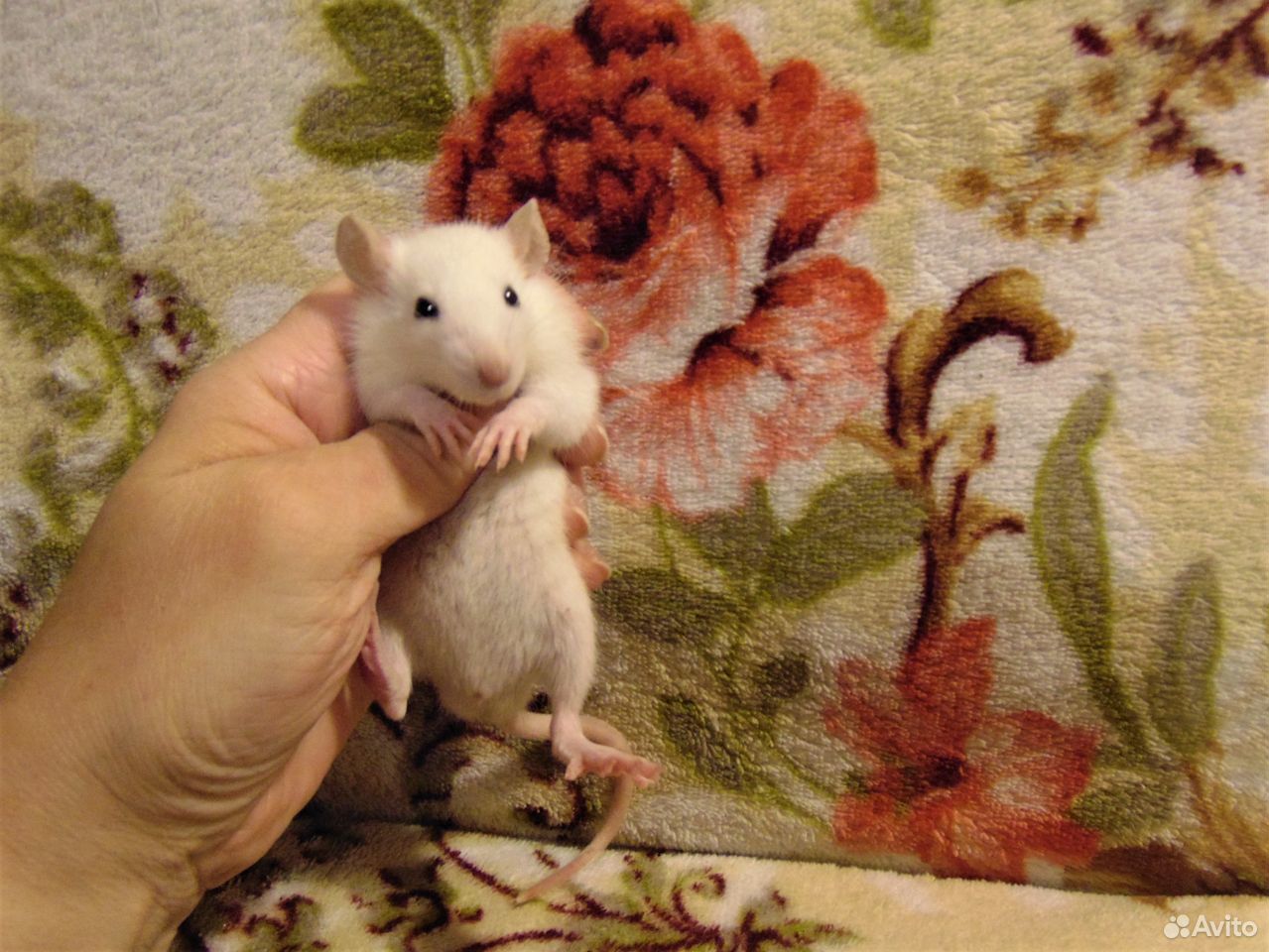 Крысятки - мальчики - дамбо, микки - маусы, клетки