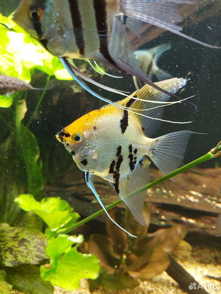 Скалярия. самец кои