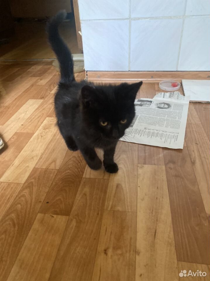 Котёнок