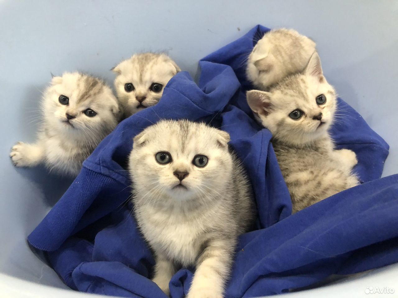 Шотландские котята Scottish Fold и Scottish Strait