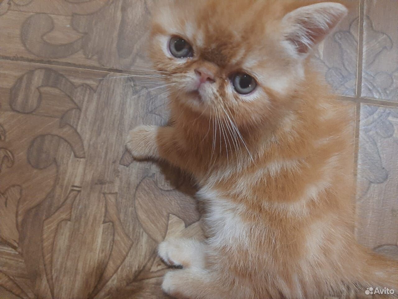 Продаются очаровательные котята