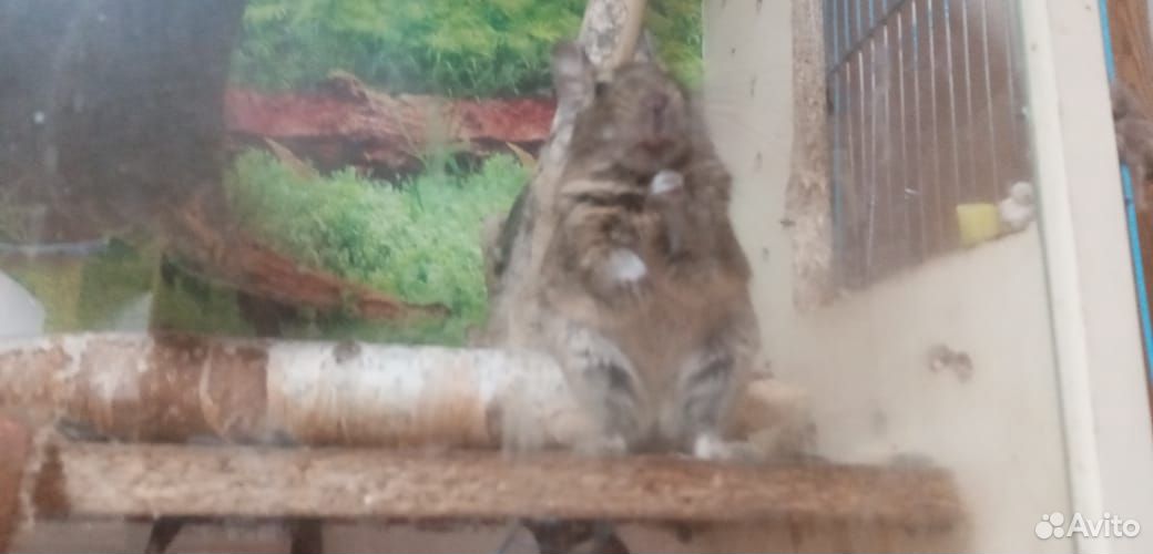 Белки Дегу отдам в хорошие руки