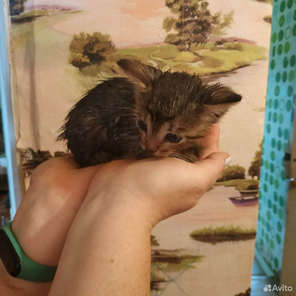 Котенок Симба ищет дом