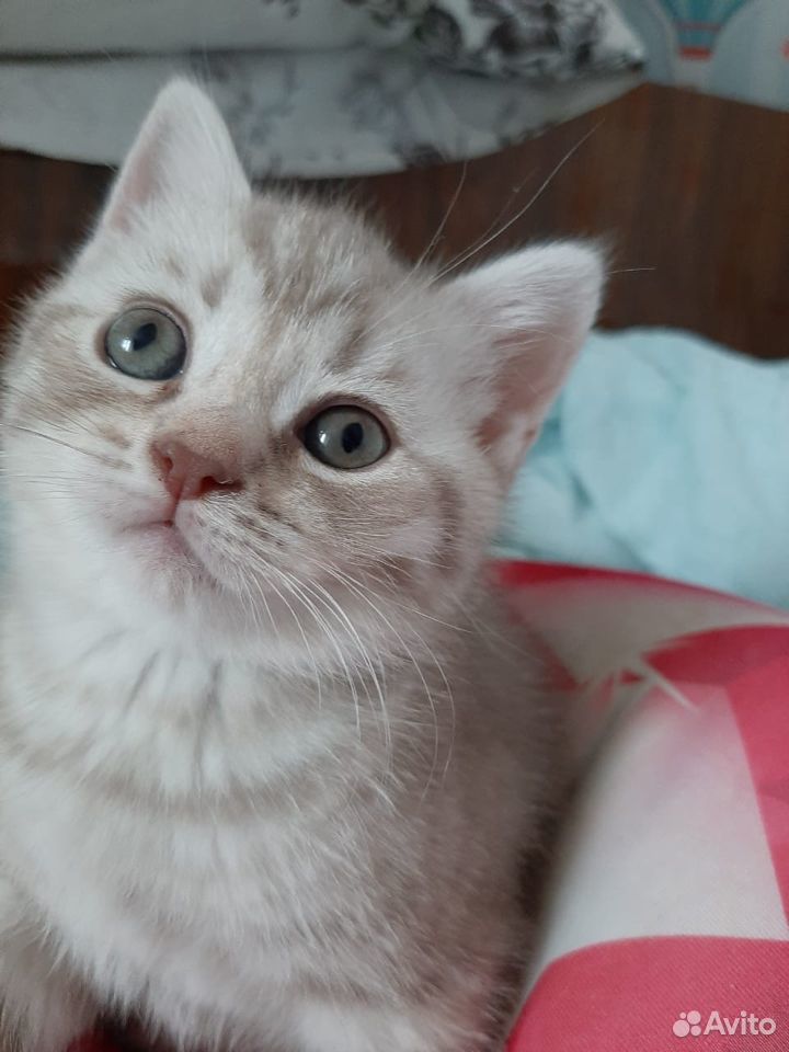 Продам британских котят