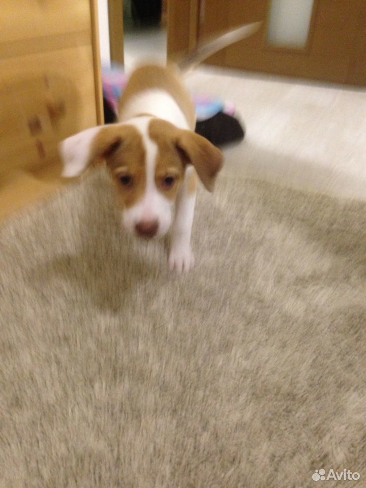 Щенок помесь хаски и стаффа