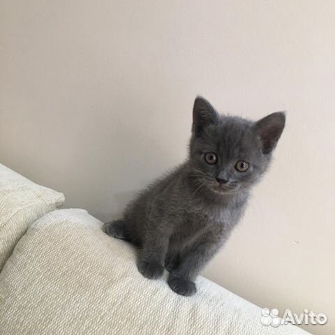 Британская кошечка