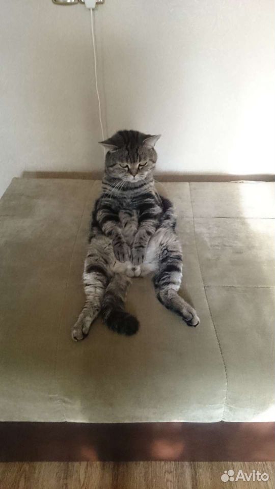 Кот Скотиш страйк