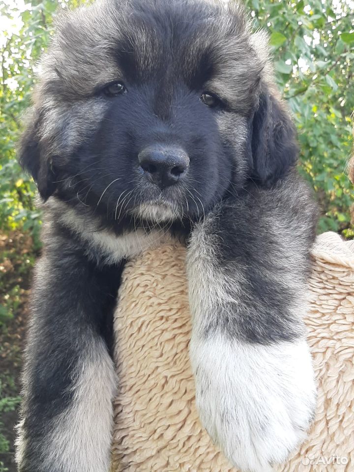 Кавказская овчарка