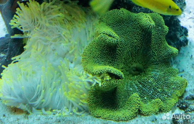 Продам ковровую актинию