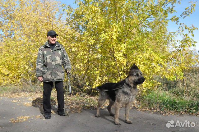 Собака немец метис для вязки