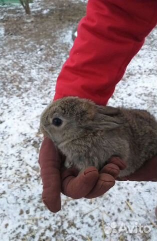 Декоративный кролик