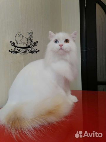 Хайленд страйт