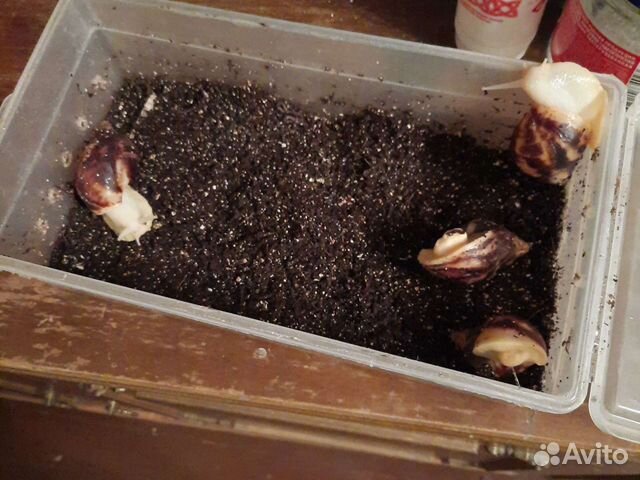 Улитка ахатина