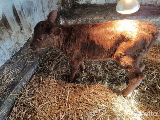 Теленок, телочка