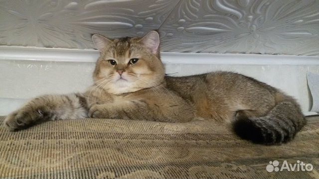 Вязка кота золотой шиншила