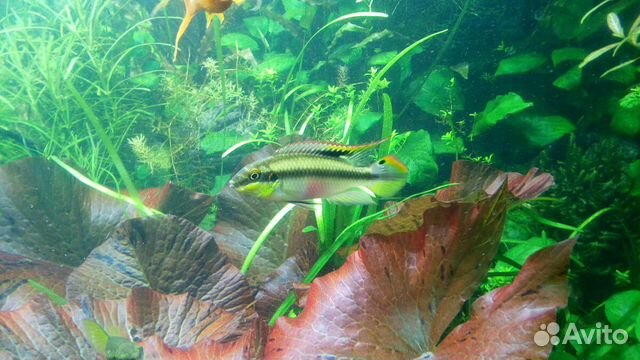 Пельвикахромис(пульхер)