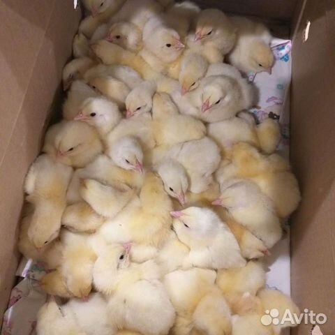 Цыплята бройлеры