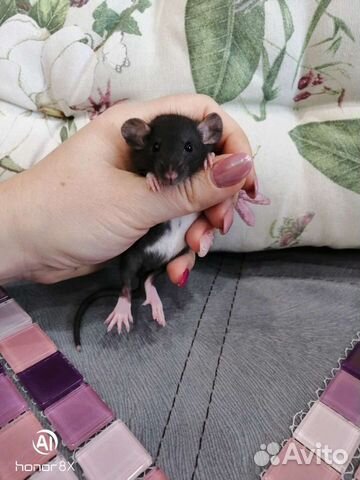 Крысята крысы дамбо