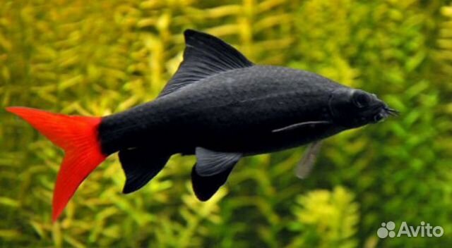 Лабео 10-12 см