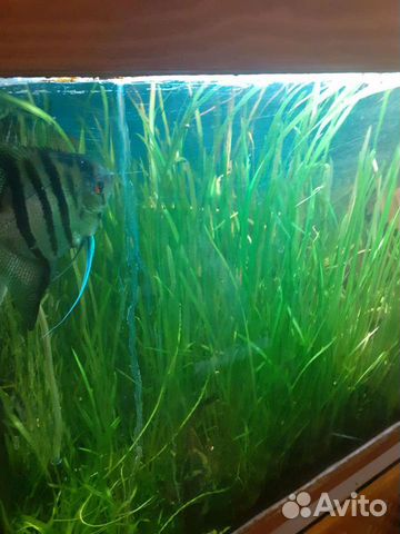 Аквариумное растение валиснерия,мох